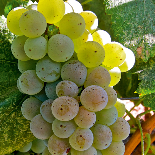 Castas Quinta De Curvos Castas Quinta De Curvos